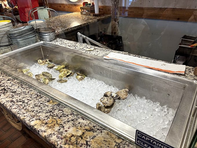 Fresh oysters lounging on ice like sunbathers on a private beach, waiting for their moment of lemon-squeezing, cocktail-sauce glory.