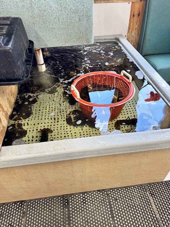 Where the magic begins—this tank isn't just storing seafood, it's preserving a direct connection to the Atlantic.