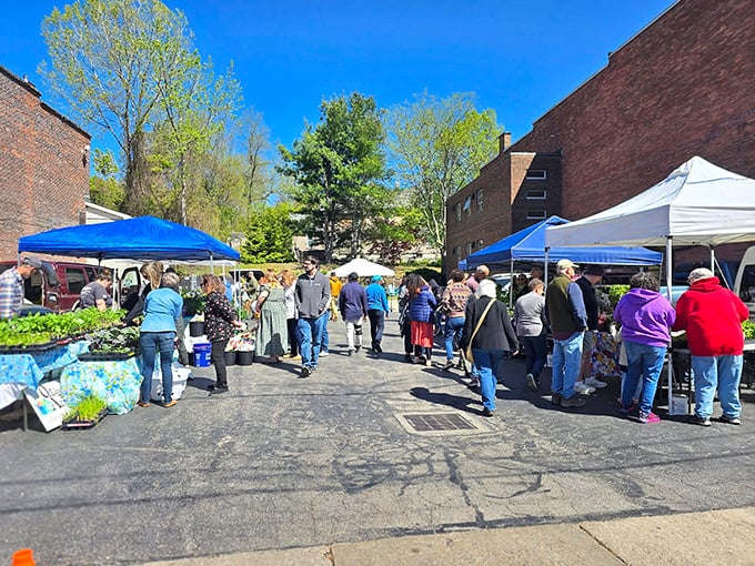 The farmers' market buzzes with community energy as locals hunt for the perfect tomato with the same intensity as finding designer deals at Nordstrom Rack.