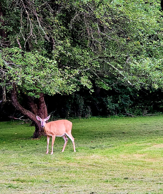 Excuse me, did you make a reservation? This elegant deer seems to be conducting an inspection tour of its woodland domain.