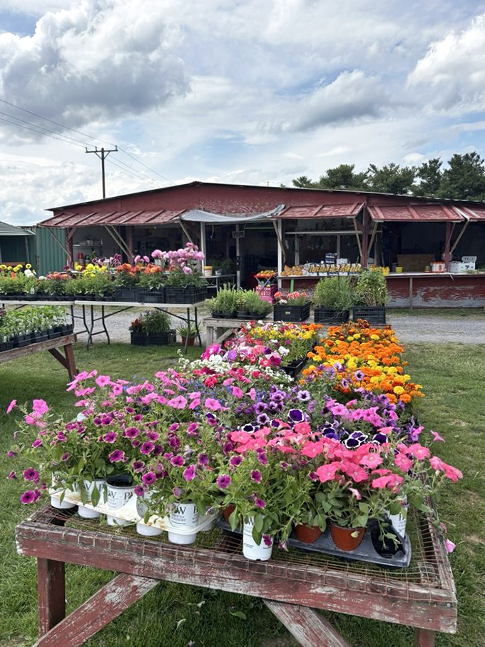 A riot of color that puts Instagram filters to shame. These flowers bring instant curb appeal to both market and home.
