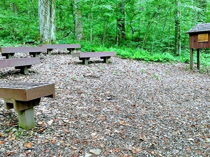 Forest amphitheater seating that looks like it was designed by minimalist woodland creatures with excellent taste in gathering spots.