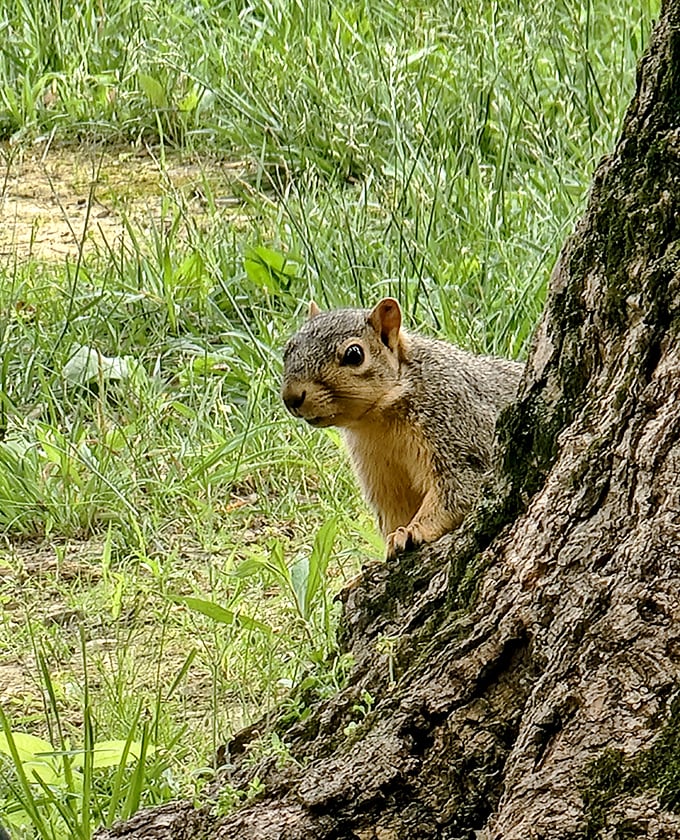 This little squirrel greeter is the unofficial welcoming committee. That look says, "Got any snacks? No? I'll wait."
