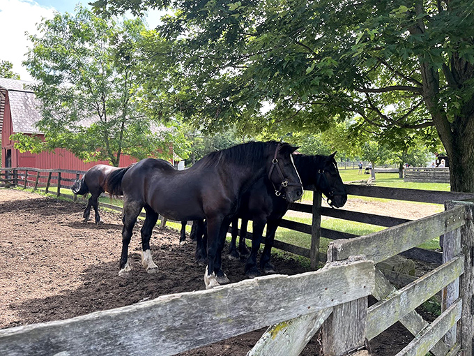These horses gather at the fence like old friends at a diner counter, sharing secrets only those who work the land understand.