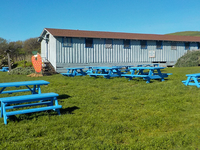 Blue picnic tables dot the grassy lawn, inviting visitors to savor their berry treasures with the rolling coastal hills as a backdrop.
