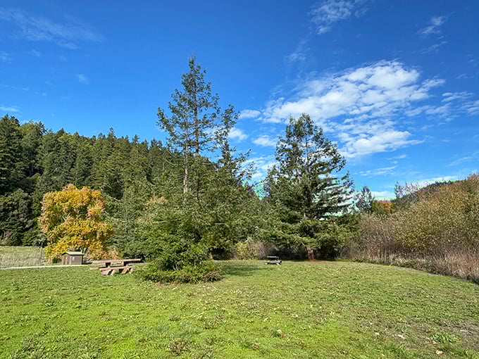 Social distancing, perfected. This peaceful clearing offers the ideal spot to contemplate life while trees stand guard around you.