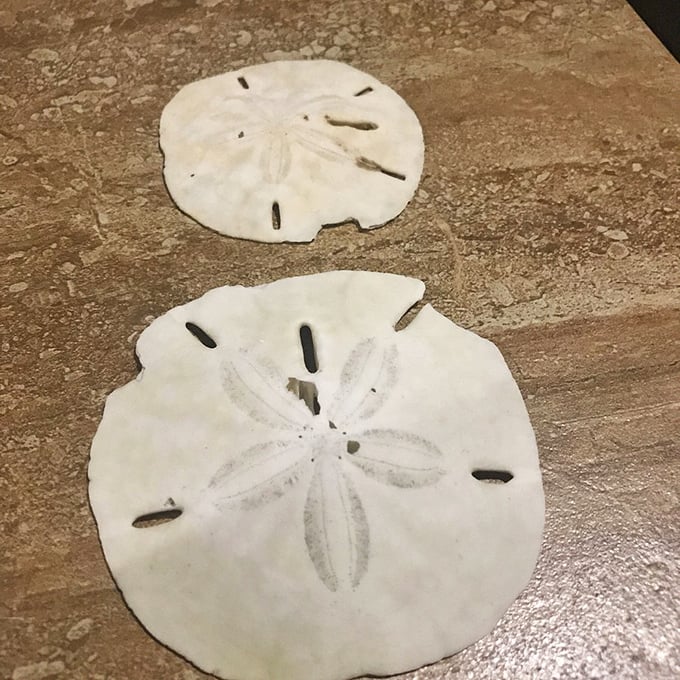 Sand dollars—nature's perfect currency. Unlike Wall Street, these pristine specimens always retain their value.