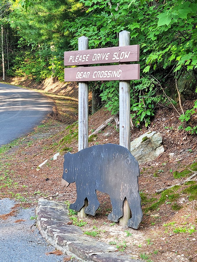 "Bear crossing" signs aren't just for decoration here—Kingdom Come's wild residents occasionally make guest appearances on park roads.