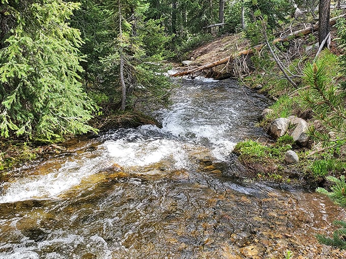 Crystal clear mountain streams: where water runs so pure you can count the pebbles and watch trout playing hide-and-seek among the rocks.