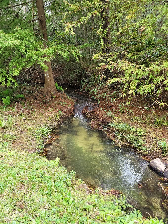 A crystal-clear stream carves its patient path through the landscape, the very architect of the ravines that give this hidden gem its name.