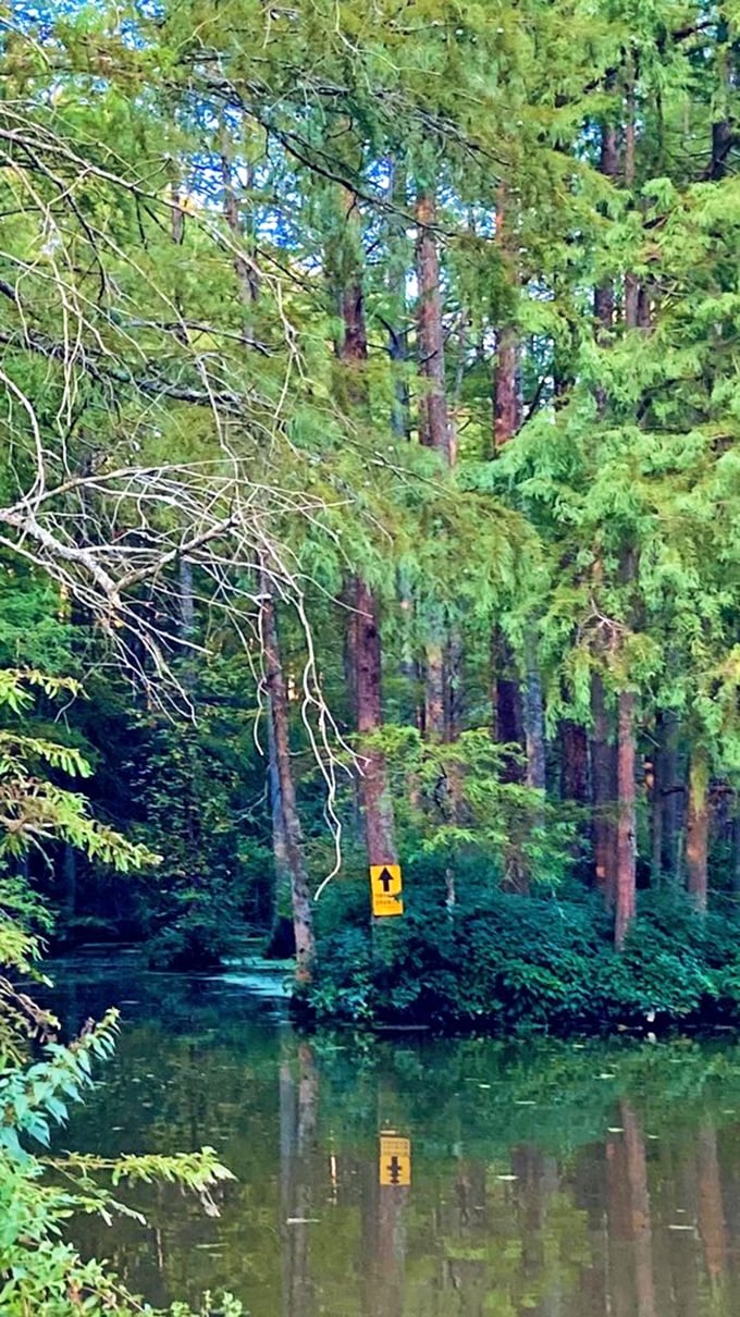 Nature's GPS—a simple yellow arrow guides paddlers through the watery maze of cypress trees and their knobby "knees."