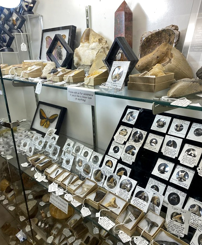 Fossils and preserved specimens that turn casual browsers into amateur paleontologists. "I think I need this butterfly for scientific purposes," you'll tell yourself.