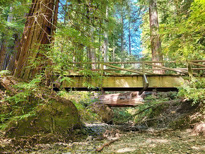 A humble bridge connects human visitors to the heart of the forest. Crossing over feels like accepting a personal invitation from the ancient residents.