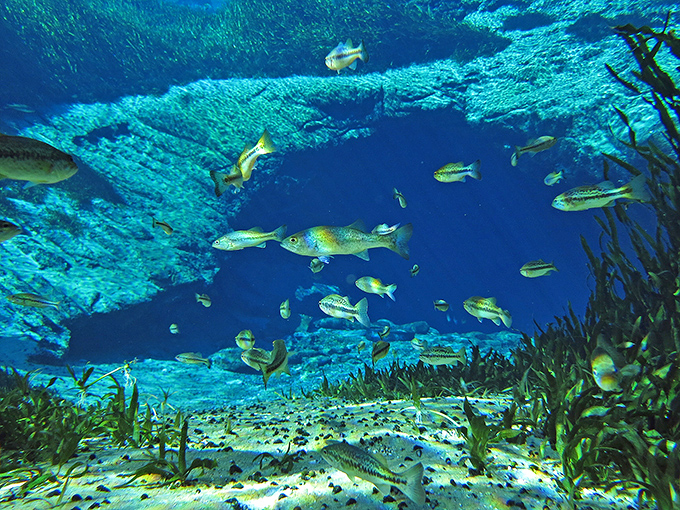 An underwater neighborhood bustling with activity – schools of fish navigate their crystal-clear domain with effortless grace.