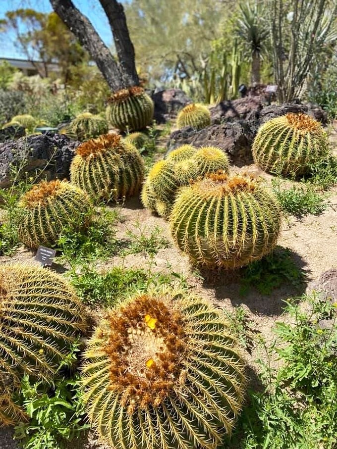 Nature's version of "don't touch me" comes in golden barrels with spikes. Desert plants practicing social distancing before it was trendy.