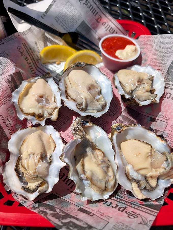 Oysters on the half shell—nature's perfect appetizer, requiring nothing more than a squeeze of lemon and a moment of appreciation.