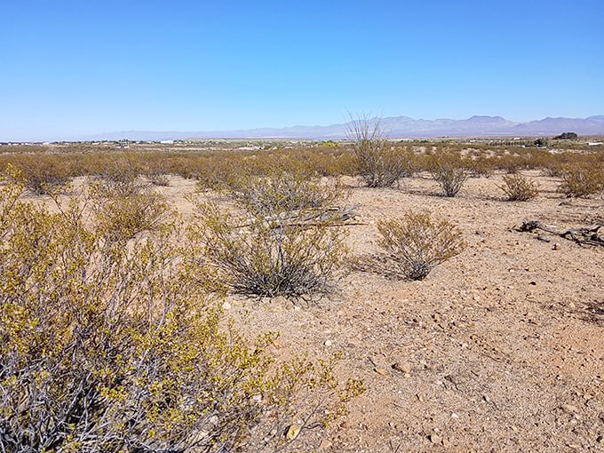 The surrounding scrubland might look ordinary, but it's teeming with desert wildlife – jackrabbits, roadrunners, and coyotes call this home.
