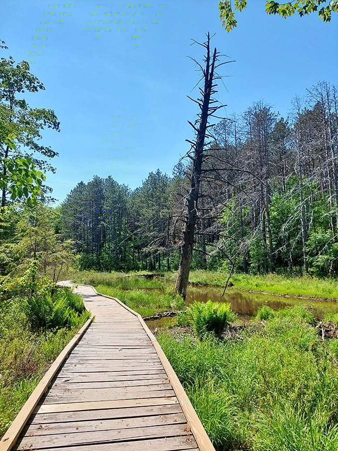 Another boardwalk treasure—where wetland wonders await curious explorers. That lone sentinel tree has seen more wildlife secrets than any naturalist.
