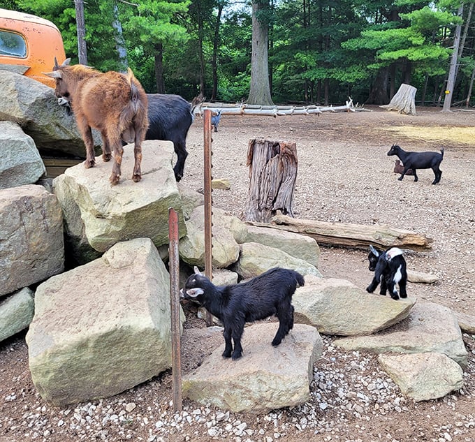 The goat committee welcomes you to their rocky kingdom. These aren't just farm animals—they're the unofficial greeters of the Olde Dutch experience.