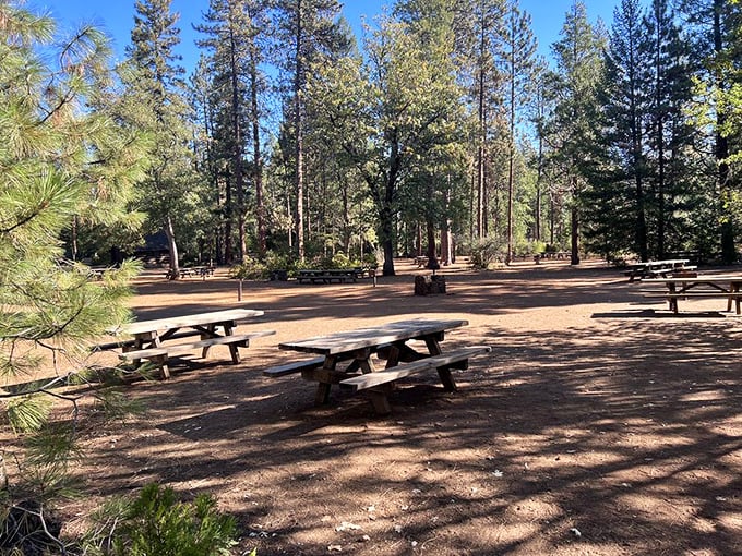 Nature's dining room awaits. Picnic tables scattered among towering pines offer the perfect spot for your trail mix and sandwich feast.