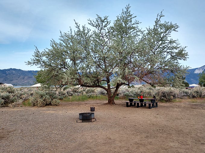 This lone picnic table beneath a weathered tree has hosted more memorable meals than many five-star restaurants. Views are complimentary.