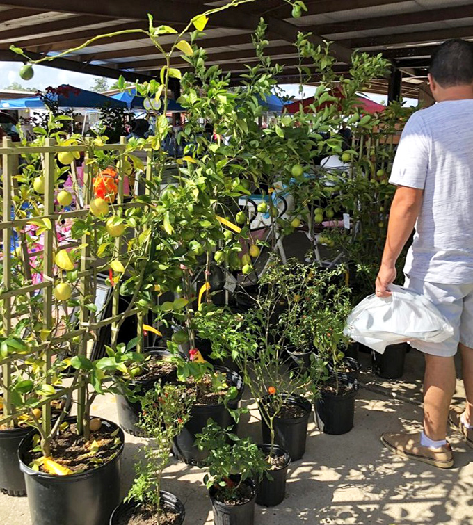 Portable garden paradise for plant parents. That citrus tree might just be the beginning of your backyard orchard empire—one bargain at a time.