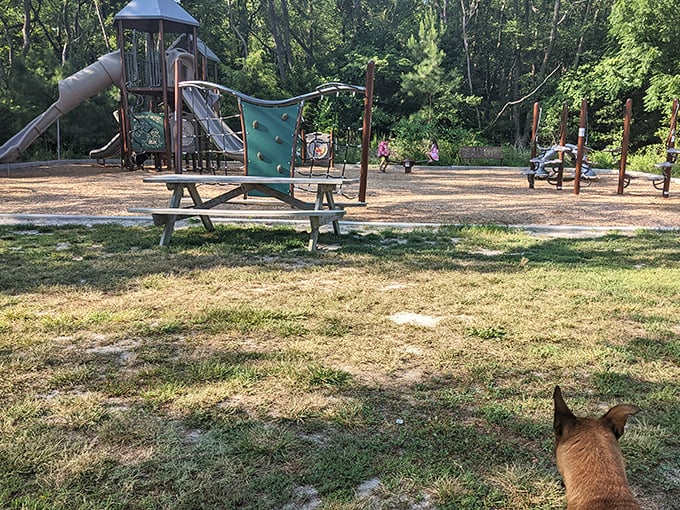 Playground equipment stands ready for imagination, while furry friends remind us that the best childhood memories include four-legged companions.