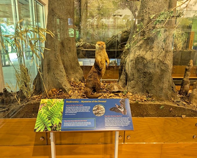 This mounted river otter represents the playful spirit of the park. These aquatic acrobats are among the millpond's most charming residents.