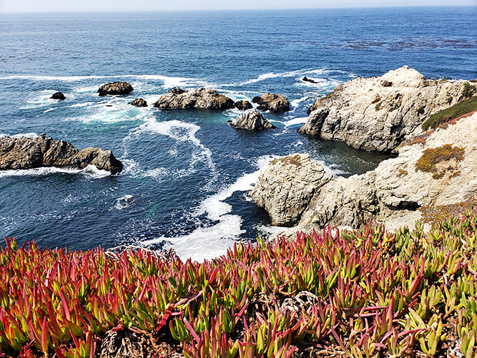 Nature's sculpture garden flourishes where land meets sea, with ice plant adding a splash of color like Mother Nature's own accent pillows.