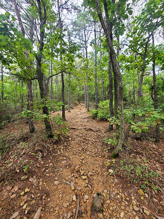 Nature's hallway, carpeted in fallen leaves. This trail invites you to disconnect from everything except your footsteps.