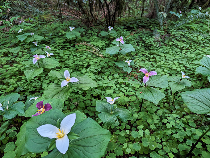 Spring's delicate wildflowers carpet the forest floor like nature's confetti, celebrating another year in this ancient ecosystem.