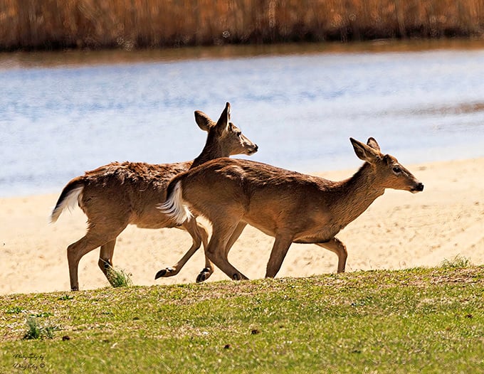 Two deer stroll along the lakeshore like they own the place—which, technically, they did long before we showed up with our picnic baskets.