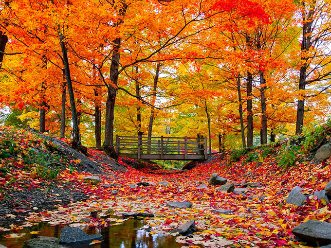 Autumn's golden pathway through Windham's forests looks like Mother Nature rolled out the red carpet—and then added orange and yellow ones too.