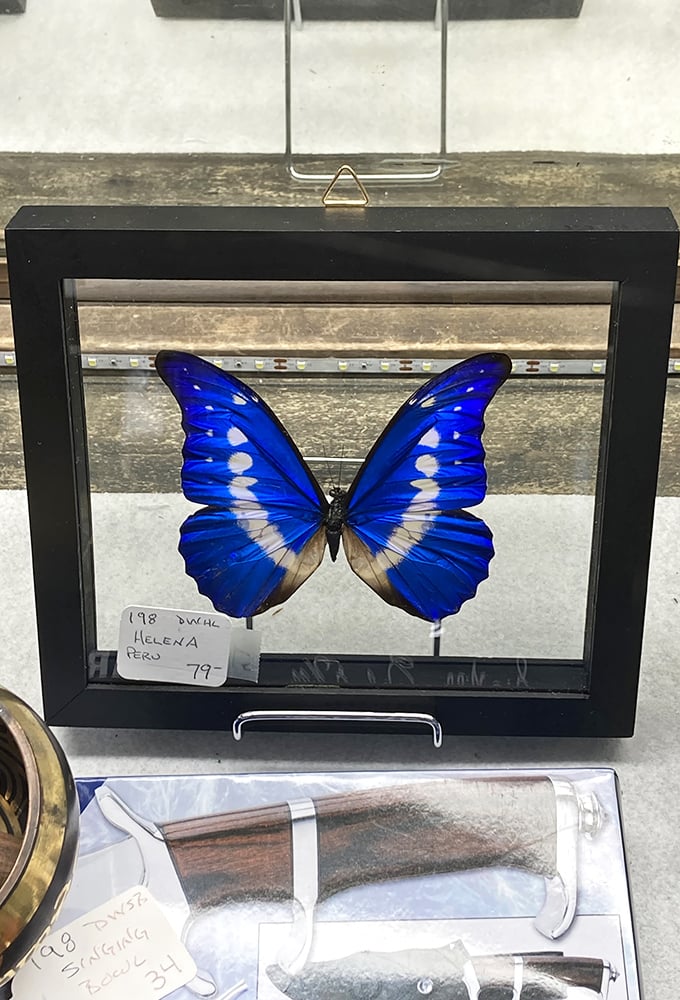 Nature's artwork, perfectly preserved. This brilliant blue butterfly brings a touch of ethereal beauty to the treasure hunter's journey.