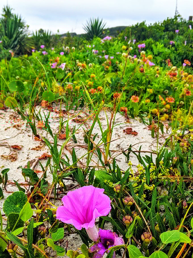 Beach wildflowers throw their own Mardi Gras party, proving Mother Nature knows how to accessorize.