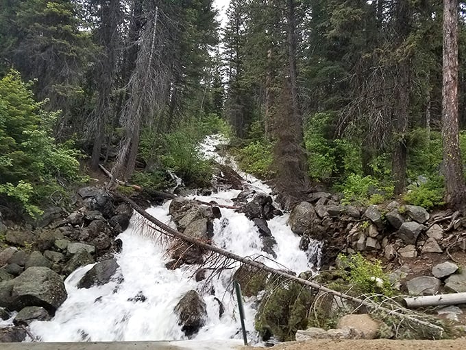 Nature's own water feature—no electricity required. This cascade provides the soundtrack to your forest bathing experience.