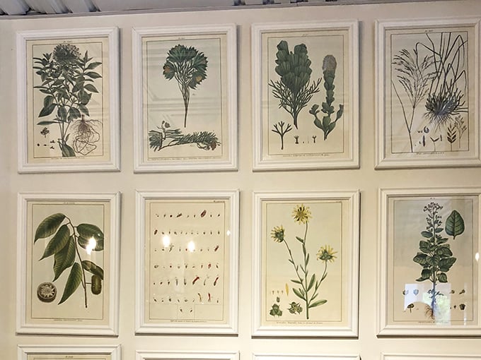 Botanical prints arranged with military precision—bringing order to nature while making your walls look scholarly.