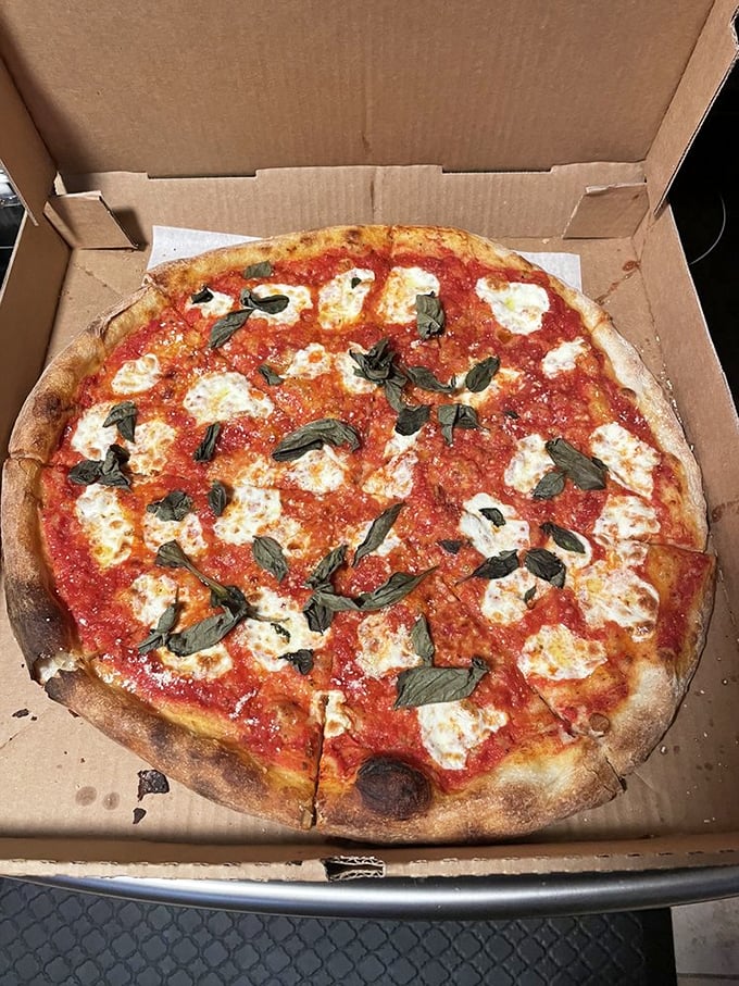 The Margherita pizza—Italy's greatest gift to humanity besides the Renaissance. Fresh mozzarella islands on a tomato sea with basil continents.