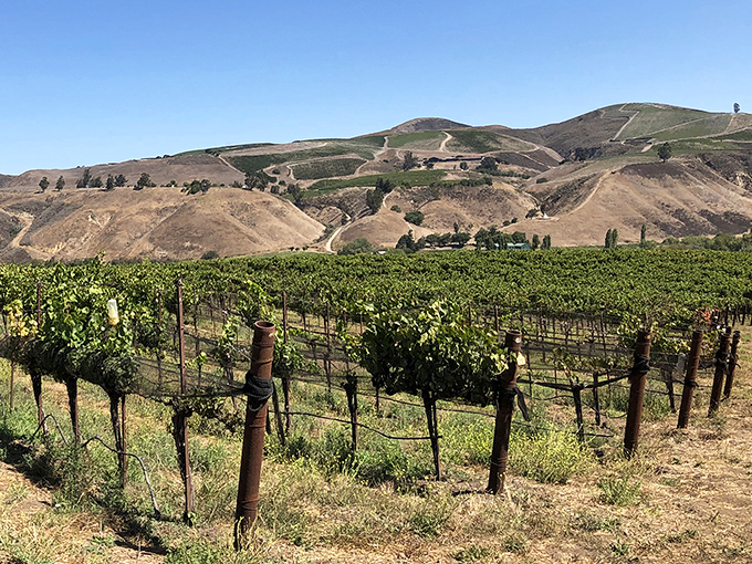 Vineyards stretch toward rolling hills, producing wines that rival Napa's—minus the attitude and tour buses. Lompoc's wine country remains refreshingly authentic.