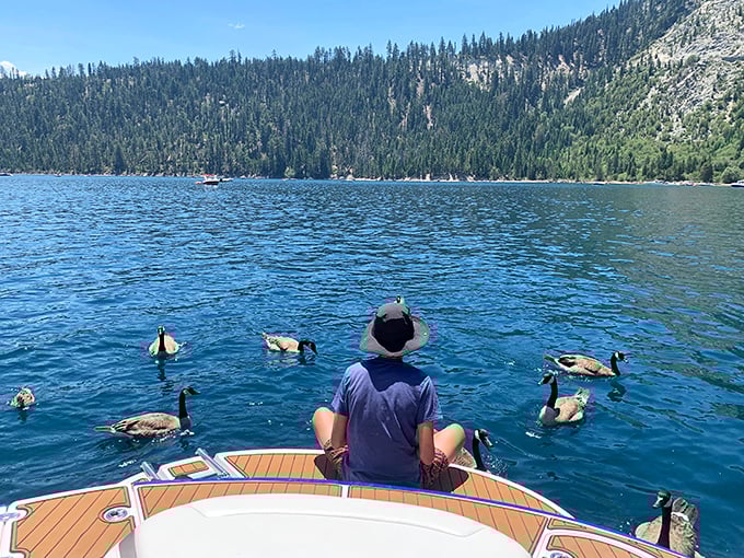 Feeding the local waterfowl from your boat creates those spontaneous moments that make lake days genuinely memorable experiences.