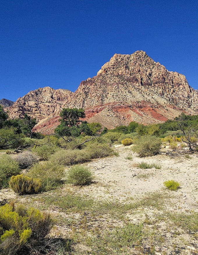 The desert reveals its true colors when you look closely—layers of geological history stacked like the world's most impressive cake.