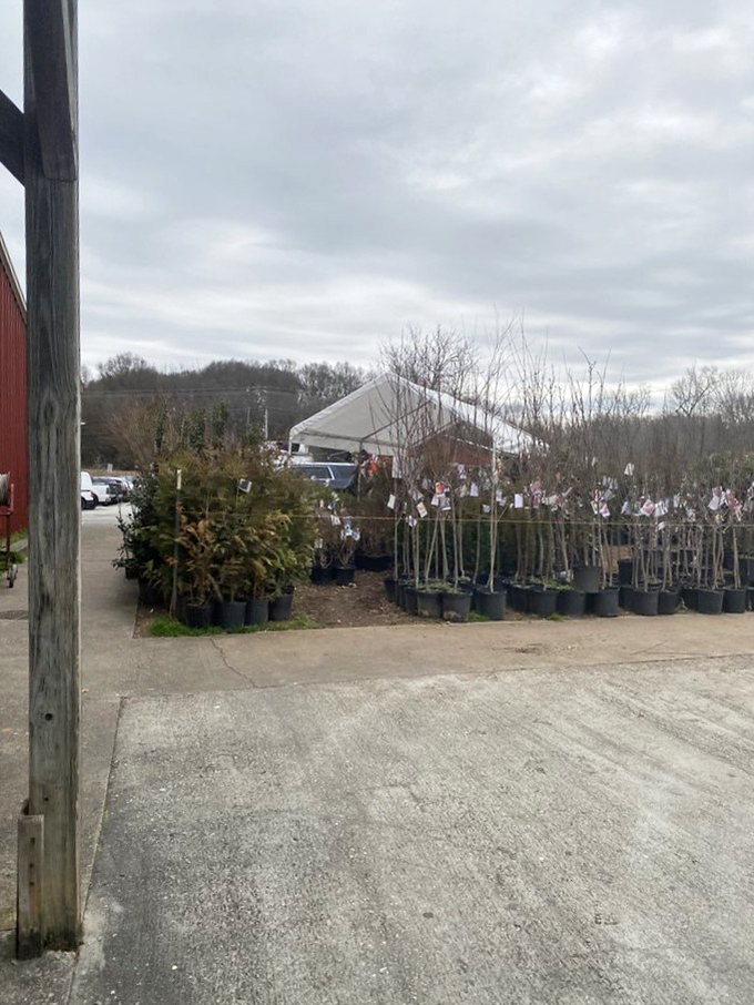 Even the parking lot offers treasures, with trees and plants ready to transform your yard into something special.