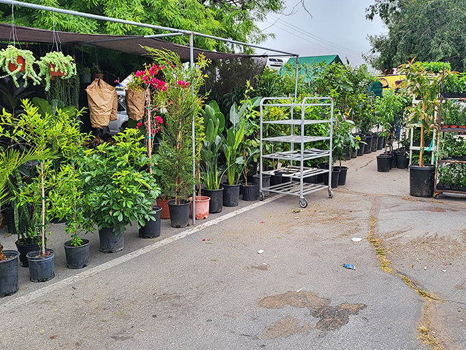 Plant parents, rejoice! This green oasis offers everything from succulents to shade trees—your patio's glow-up is just a purchase away.
