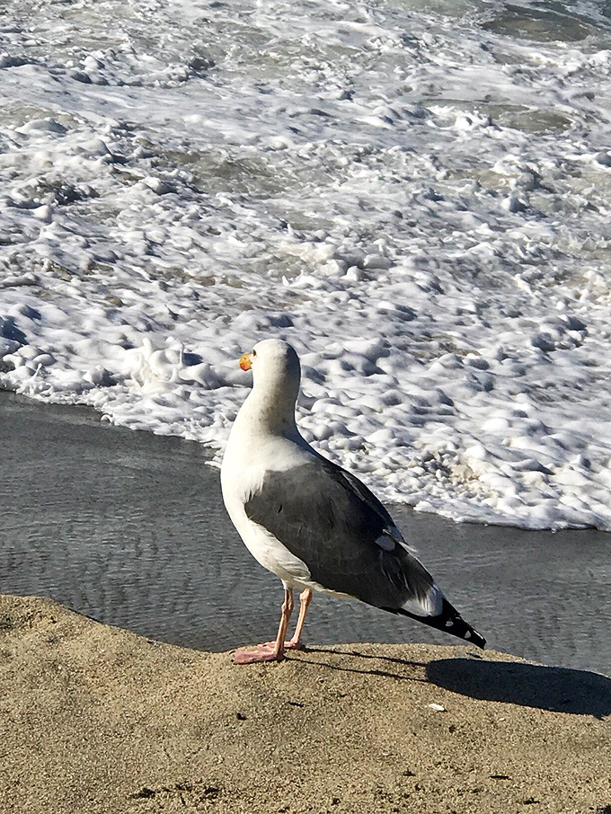 "Excuse me, do you have reservations?" This seagull maître d' inspects all newcomers to his section of premium beachfront.