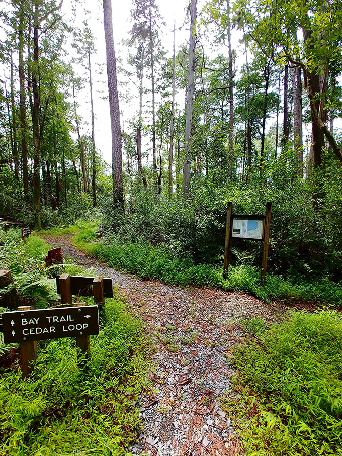 Trail markers don't just prevent you from getting lost—they invite exploration. This fork in the path promises adventures in either direction.