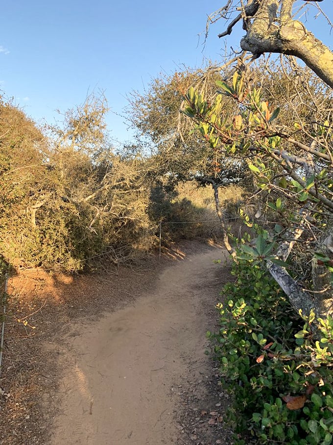 The trail less photographed but equally magical, where coastal scrub creates natural tunnels to the sea.