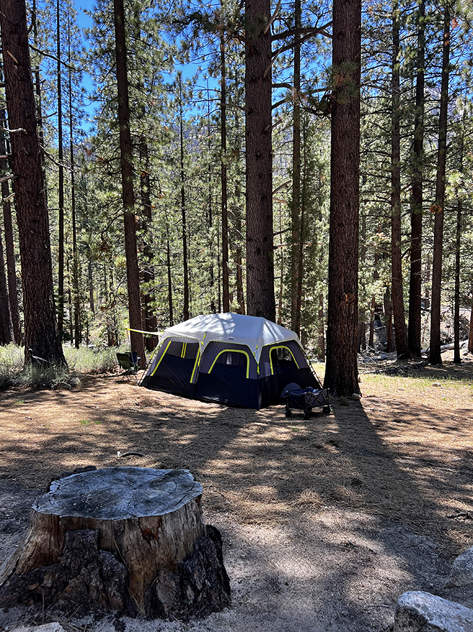 Camping among giants that have stood sentinel for centuries. Your temporary home nestled where cell service fears to tread.