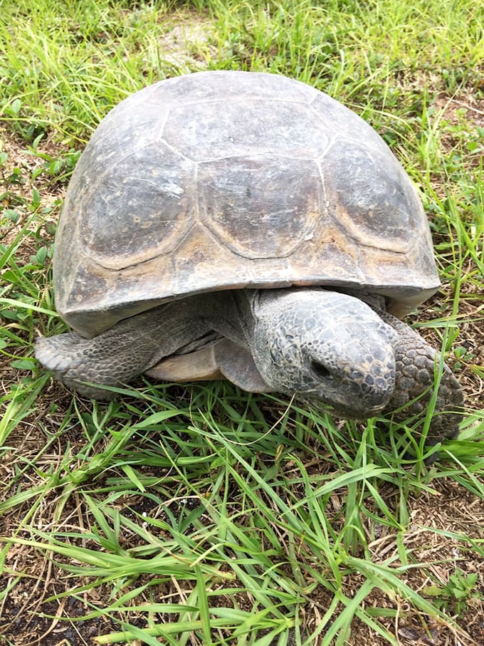 Meet the island's original resident—moving at his own pace since before Instagram was invented. Florida's ultimate slow-living guru.