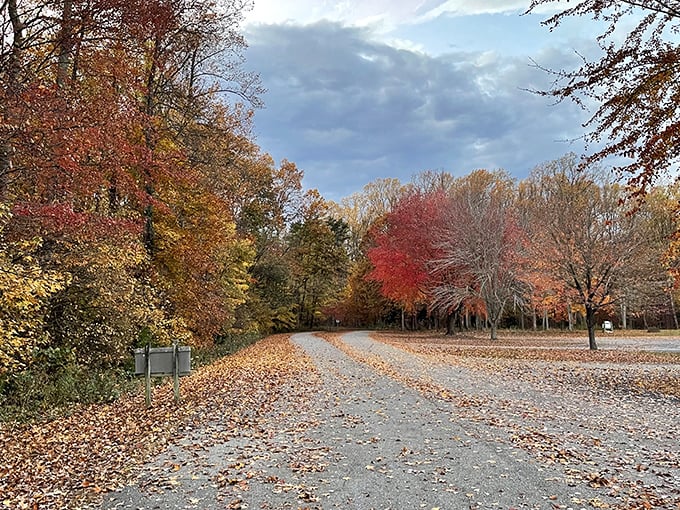 Autumn's golden carpet rolls out along this path. Nature's way of saying, "Wipe your feet before entering winter."