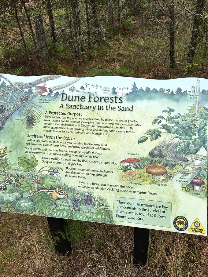 The dune forest sign – where education meets art. Learning about ecosystems has never looked this good outside of a David Attenborough special.